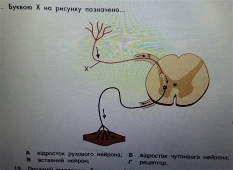9 Буквою Х на рисунку позначено A відросток рухового нейрона Б відросток чутливого нейрона