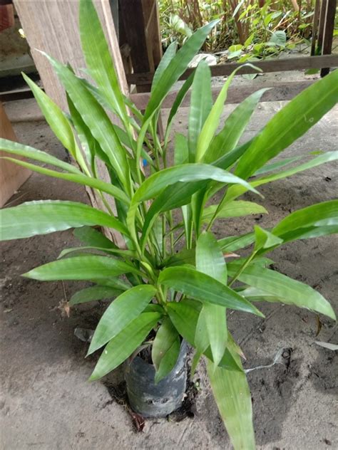 รายชื่อร้านขายหญ้ารีแพร์ ในอำเภอพระนครศรีอยุธยา จังหวัดพระนครศรีอยุธยา