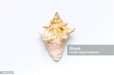 여름 개념 해양 배경 밝은 배경에 다른 조개와 불가사리 상단보기 플랫 레이 복사 공간 바다 여름 휴가 배경 여행 해양 기념품 0