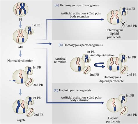 Parthenogenesis Definition Types Of Parthenogenesis
