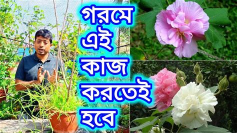 স্থলপদ্ম তে প্রচুর ফুল পেতে এই কাজ করো এখনই। Sthal Poddo Care In