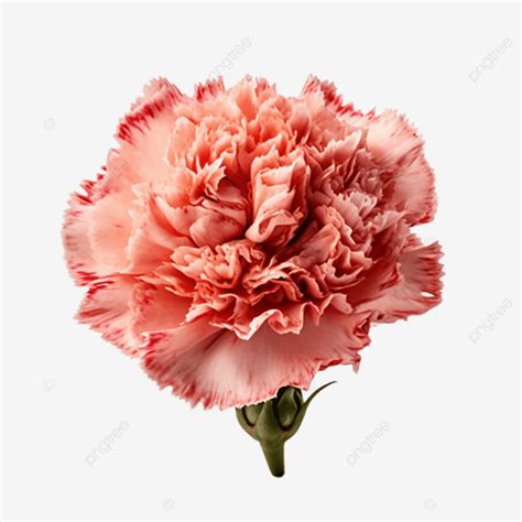 카네이션 꽃잎 핑크 꽃 식물 꽃잎 Png 일러스트 및 이미지 에 대한 무료 다운로드 Pngtree