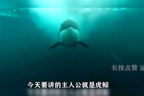虎鲸以鱼类为食，属于海豚科，分布广泛 家族成员关系复杂海豚家族关系