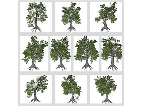Sassafras Tree Collection Cgtrader