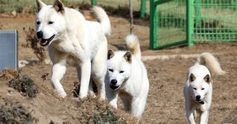 부천서 견주 손 물고 달아난 진돗개포획 작업 중