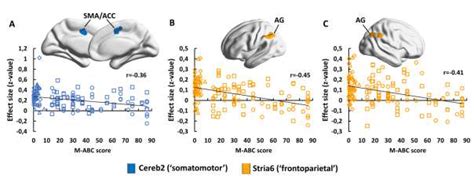 Cerebral Regions Of The Cortico Subcortical Functional Circuits That