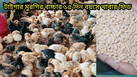 টাইগার মুরগির বাচ্চার ১৫ দিন পর থেকে এই ফিট খাওয়াতে হবে Youtube