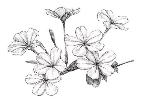 手绘铅笔画牵牛花 铅笔画牵牛花 牵牛花简笔画 大山谷图库