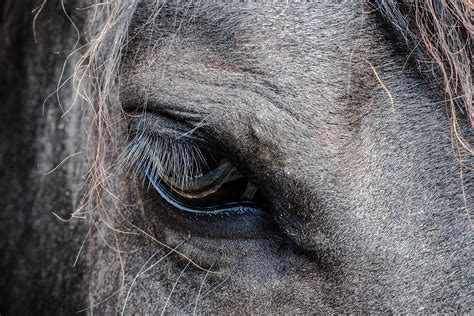 Naming Parties In Equine Contracts