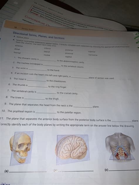 Solved 1 The Thoracic Cavity Is To The Abdominopelvic