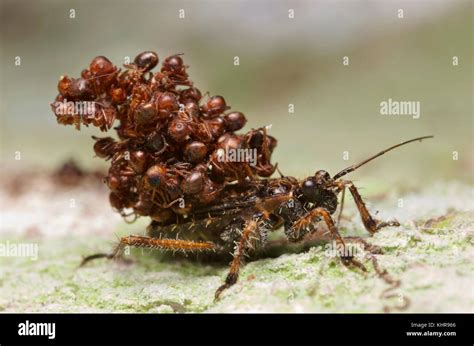 Assassin Bug Acanthaspis Sp Being Attacked By Ants Gunung Leuser National Park Sumatra