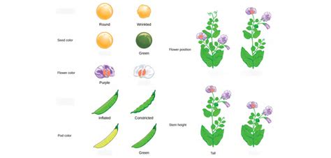 Concepts Of Biology Unit 8 Patterns Of Inheritance Diagram Quizlet