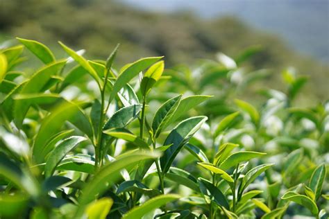 首頁 福壽山製茶廠