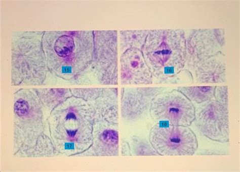 Solved Cell Division Label It Chegg Com