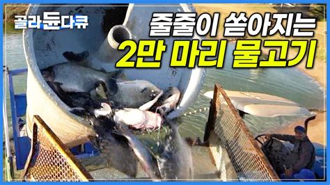 물고기를 잡는 가장 쉬운 방법 기다리기만 하면 알아서 줄줄이 쏟아지는 2만 마리 물고기│브라질 초대형 양식장│세계테마기행│골라듄다큐 Youtube