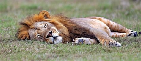 Lion Qui Dort Pres Savane Psd Modèles Psd Gratuits De Haute Qualité à