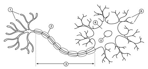 Structure Of A Neuron Diagram Diagram Quizlet