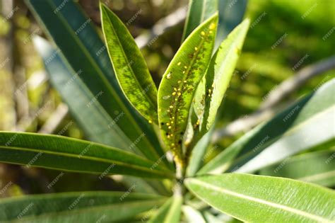 Premium Photo Oleander Leaves Full Of Yellow Aphids Concept Of Oleander Diseases