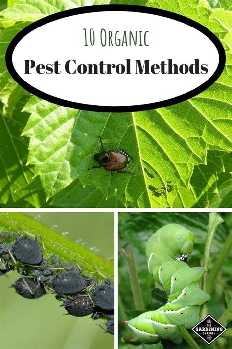 10 Organic Pest Control Methods To Use In Your Garden Organic