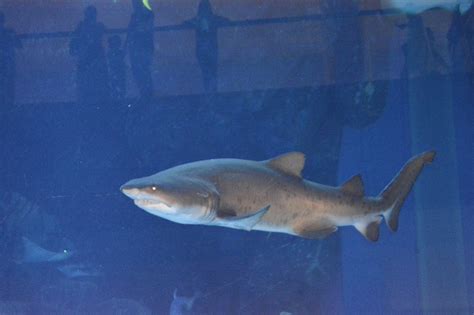 상어 수족관 두바이 Pixabay의 무료 사진 Pixabay