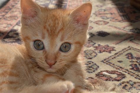 小猫 能够 宠物 Pixabay上的免费照片 Pixabay