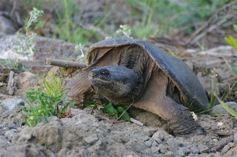 Frequently Asked Questions Turtles And Turtle Nests Ontario Nature