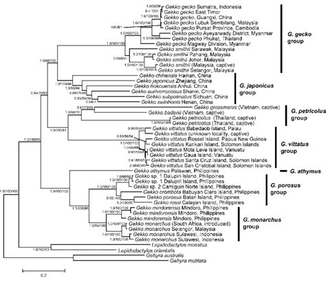 Bayesian Phylogeny Of Gekko Based On Nucleotide Sequences Of The