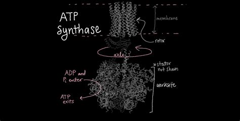 Meet Atp Synthase Science Magnifies