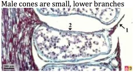 Coniferophyta Conifers Diagram Quizlet