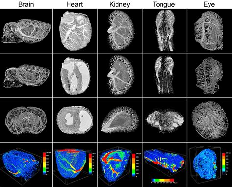 Advancements In High Resolution Micro Ct Imaging Unveiling The Vascular Networks Of Rat Organs