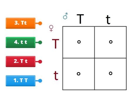 مربع بانيت Labelled Diagram