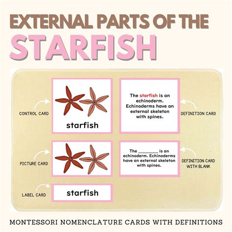 Echinoderms Zoology Invertebrates Parts Of Starfish Montessori