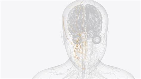 Premium Photo The Trigeminal Nerve Cn V Is The Fifth Paired Cranial Nerve It Is Also The
