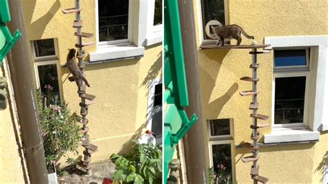 A Cleverly Designed Cat Ladder That Lets A Cat Climb The Garden Wall To