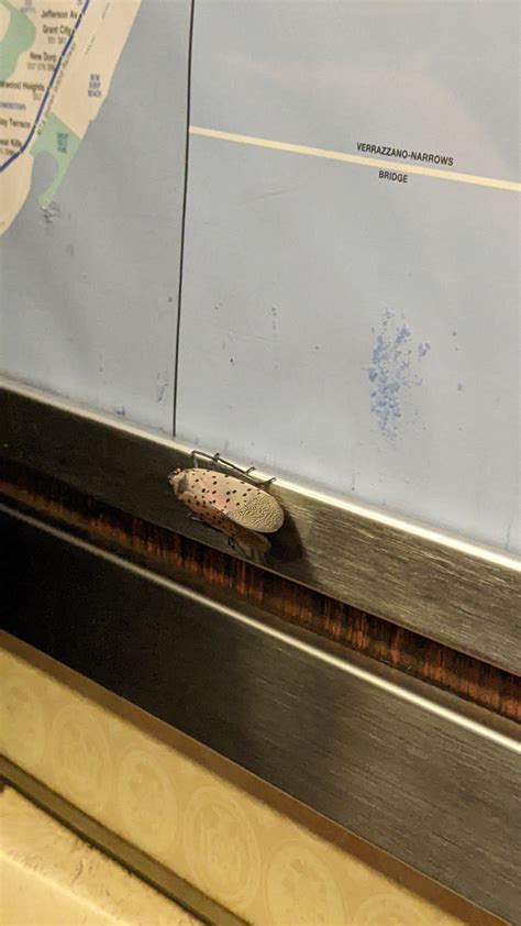 Bugs On The Train Rnyc