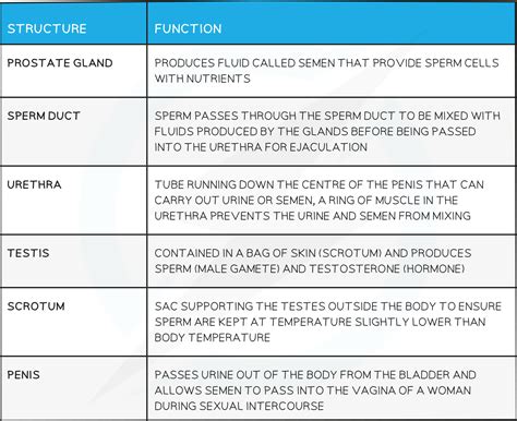 Interesting Facts About The Male And Female Reproductive System Free