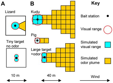 Simulated Areas Covered Of Visual And Olfactory Stimuli A Areas