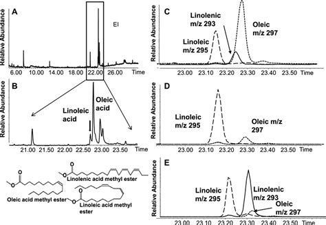 Gc Ms Chromatographic Analysis Of Tms Diazomethane Methylated Female Download Scientific