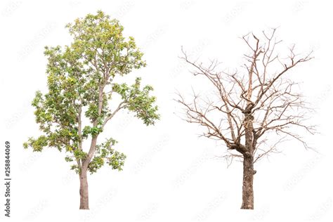 Collection Of Isolated Tree On White Background Stock Photo Adobe Stock