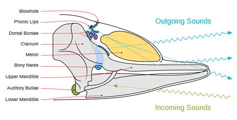 Melon Echolocation At Lola Logan Blog
