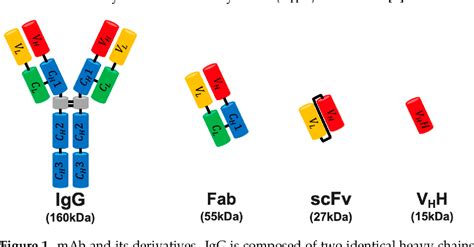 Figure 1 From A Detailed Protocol For Constructing A Human Single Chain Variable Fragment Scfv