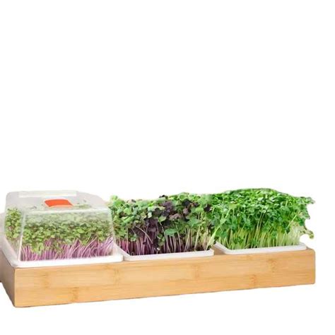 A Set Three Pcs Bamboo Microgreen Garden Growing Tray Holds Self