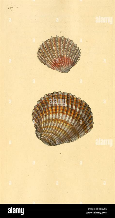 This Study Examines British Shells Including Mollusk Species And Shell