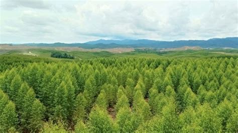 Kaltim Usulkan Perubahan Kawasan Hutan Seluas 640 Ribu Hektar