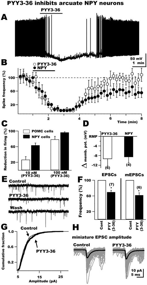 Inhibitory Actions Of Pyy 336 On Identified Arcuate Npy Neurons A
