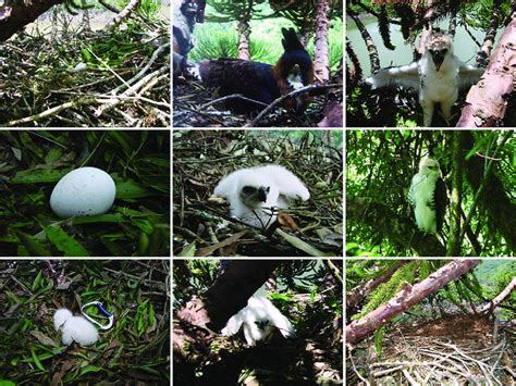 Harpy Eagle Eggs