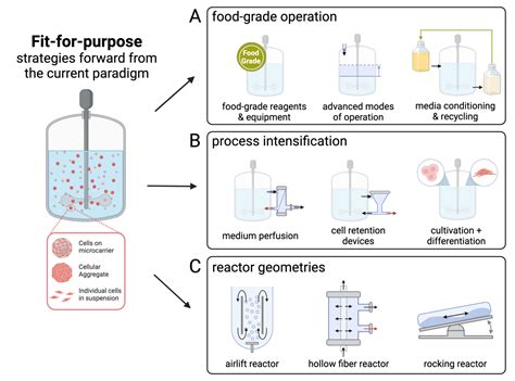 Developing Scalable Fit For Purpose Bioreactor And Bioprocessing Technologies For Cultivated