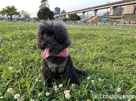 散步沒牽繩！臘腸狗門口遇「死亡車禍」 滿臉血搶救30分鐘無效 Ettoday寵物雲 Ettoday新聞雲