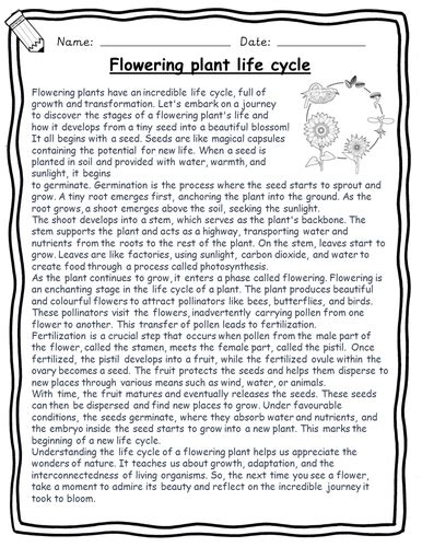 Y3 Y6 Plants Reading Comprehension Science Revision Teaching