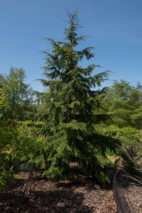 Washington State Tree Western Hemlock